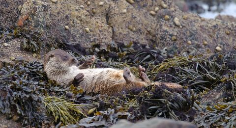 Wildlife laws under threat: protected species | The Wildlife Trusts