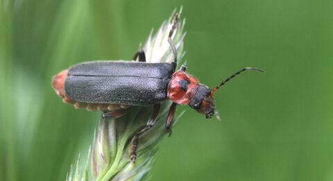 Soldier beetle | The Wildlife Trusts