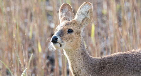 Chinese water deer | The Wildlife Trusts