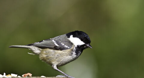 Bird quiz | The Wildlife Trusts