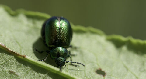 Public urged to record and help insects as UK enters ‘peak beetle ...