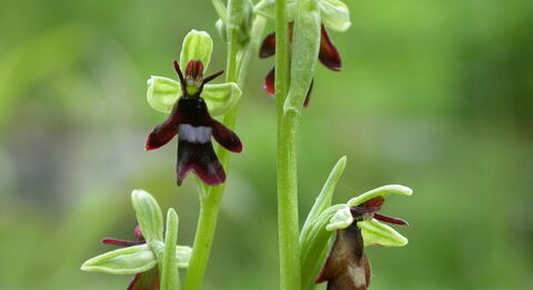 fly orchid pollination