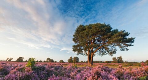Wilder National Parks | The Wildlife Trusts