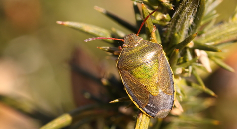 Gorse shieldbug | The Wildlife Trusts