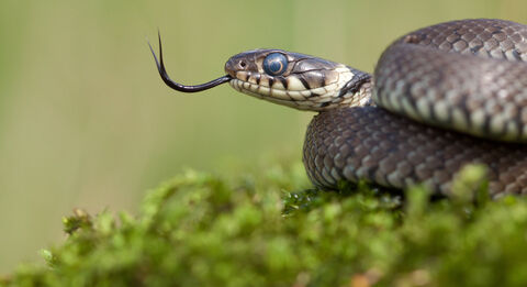 From compost heaps to garden ponds: grass snakes uncovered | The ...