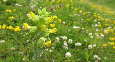 Yellow-rattle | The Wildlife Trusts