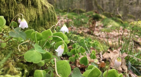 Wood sorrel | The Wildlife Trusts