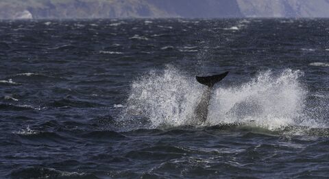 Discover seaside soap operas during The Wildlife Trusts’ National ...