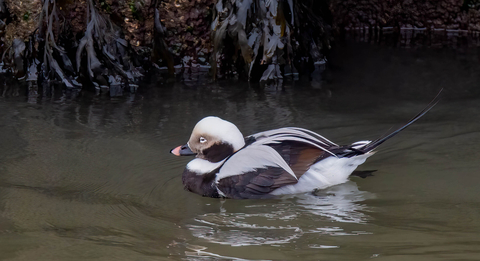 Long-tailed duck | The Wildlife Trusts