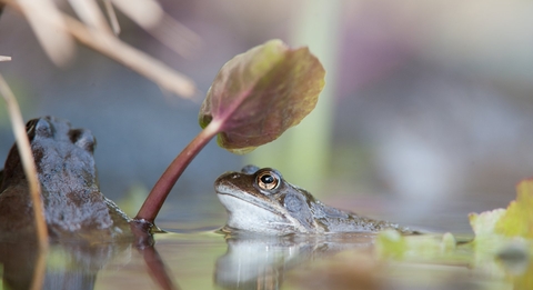 Amphibians | The Wildlife Trusts