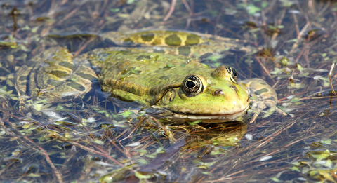Marsh frog | The Wildlife Trusts