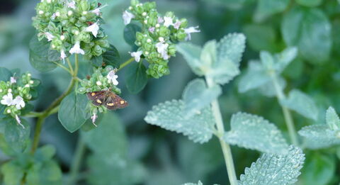 Mint moth | The Wildlife Trusts