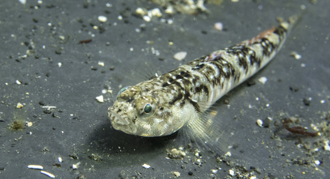 Painted goby | The Wildlife Trusts
