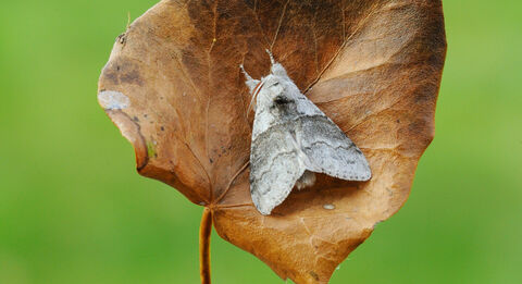 Pale tussock | The Wildlife Trusts
