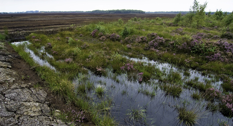 Why on earth do we still grow plants in peat? | The Wildlife Trusts