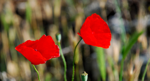 Common poppy | The Wildlife Trusts