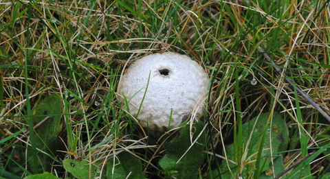 Common puffball | The Wildlife Trusts