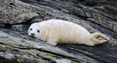 Which sea loving animal are you? | The Wildlife Trusts