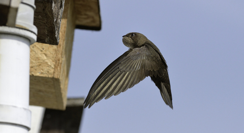 Swift | The Wildlife Trusts
