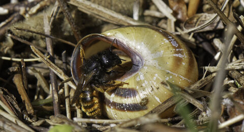 Red-tailed mason bee | The Wildlife Trusts