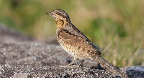 Wryneck | The Wildlife Trusts
