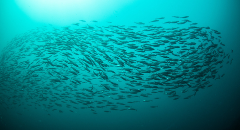 Terms and conditions for National Marine Week Competition | The ...