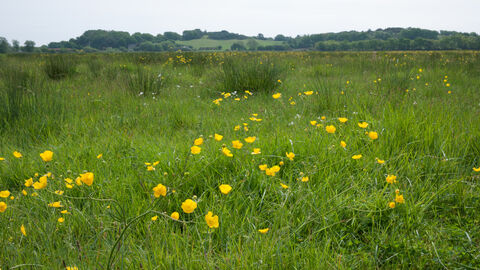 Coastal and floodplain grazing marsh | The Wildlife Trusts
