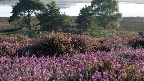 Lowland heath | The Wildlife Trusts