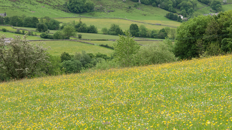 Northern hay meadow | The Wildlife Trusts