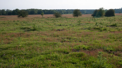 Lowland dry acid grassland | The Wildlife Trusts