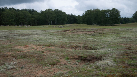 Lowland dry acid grassland | The Wildlife Trusts