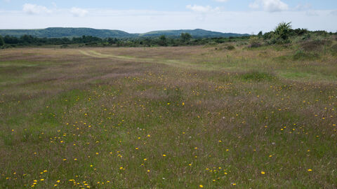 Lowland dry acid grassland | The Wildlife Trusts