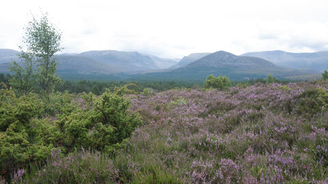 Moorland | The Wildlife Trusts