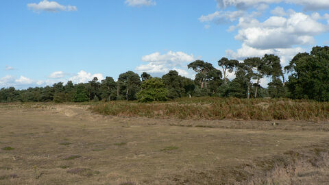 Lowland dry acid grassland | The Wildlife Trusts