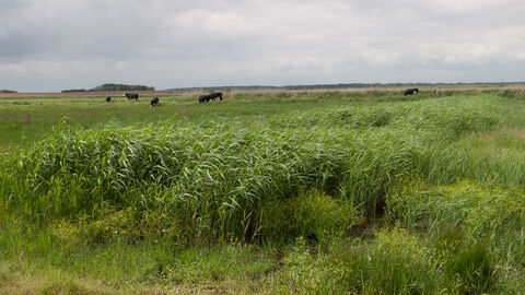 Coastal and floodplain grazing marsh | The Wildlife Trusts