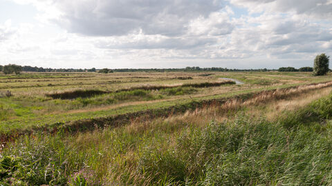 Coastal and floodplain grazing marsh | The Wildlife Trusts