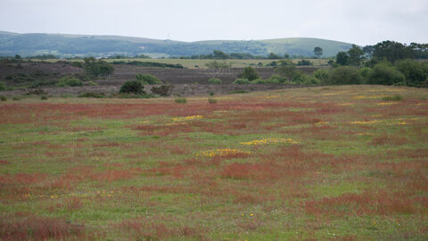 Lowland dry acid grassland | The Wildlife Trusts