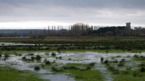 Coastal and floodplain grazing marsh | The Wildlife Trusts