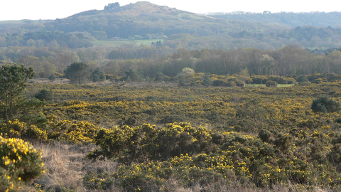 Heathland and moorland | The Wildlife Trusts