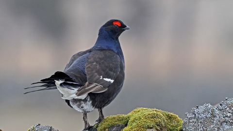 Black grouse | The Wildlife Trusts