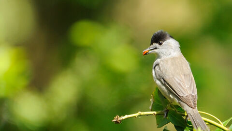 Blackcap | The Wildlife Trusts