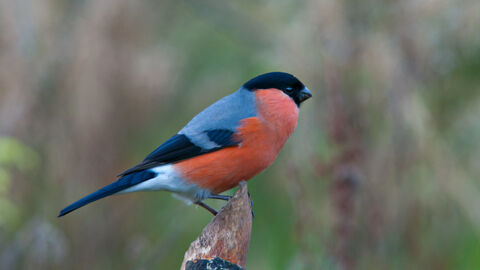 Bullfinch | The Wildlife Trusts