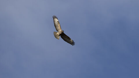 Buzzard | The Wildlife Trusts