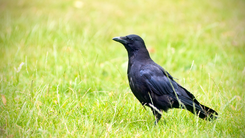 Carrion crow | The Wildlife Trusts
