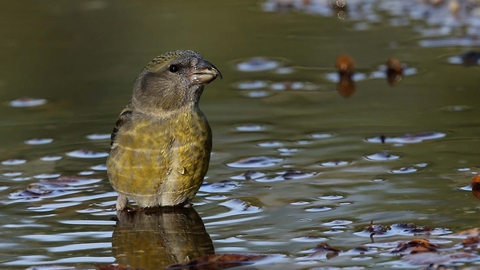 Common crossbill | The Wildlife Trusts