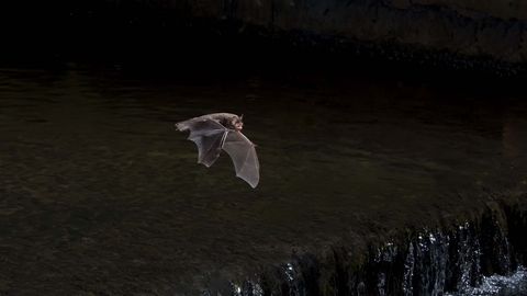 Daubenton's bat | The Wildlife Trusts