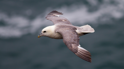 Fulmar | The Wildlife Trusts