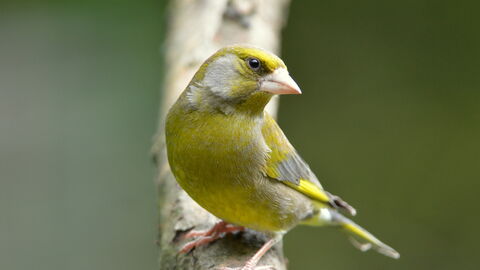 Greenfinch | The Wildlife Trusts