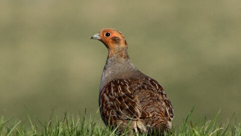 Grey partridge | The Wildlife Trusts
