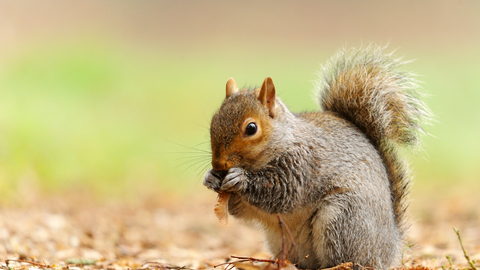 Grey squirrel | The Wildlife Trusts